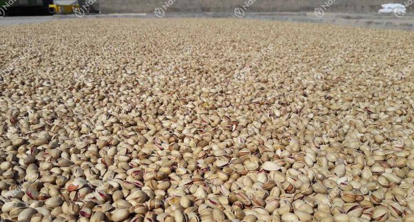 What Are Different Types of Persian Pistachios - Nazari Pistachio
