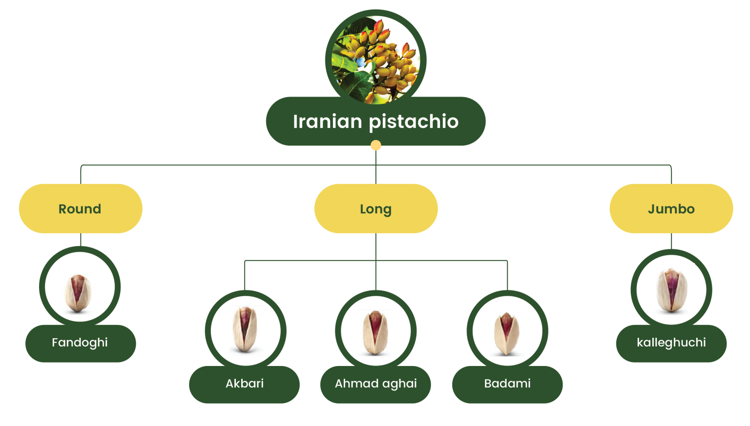 What Are Different Types of Persian Pistachios - Nazari Pistachio